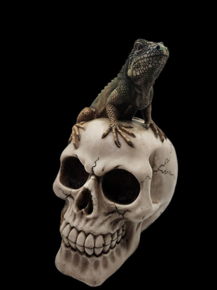 Iguana Skull – The Haunted Museum